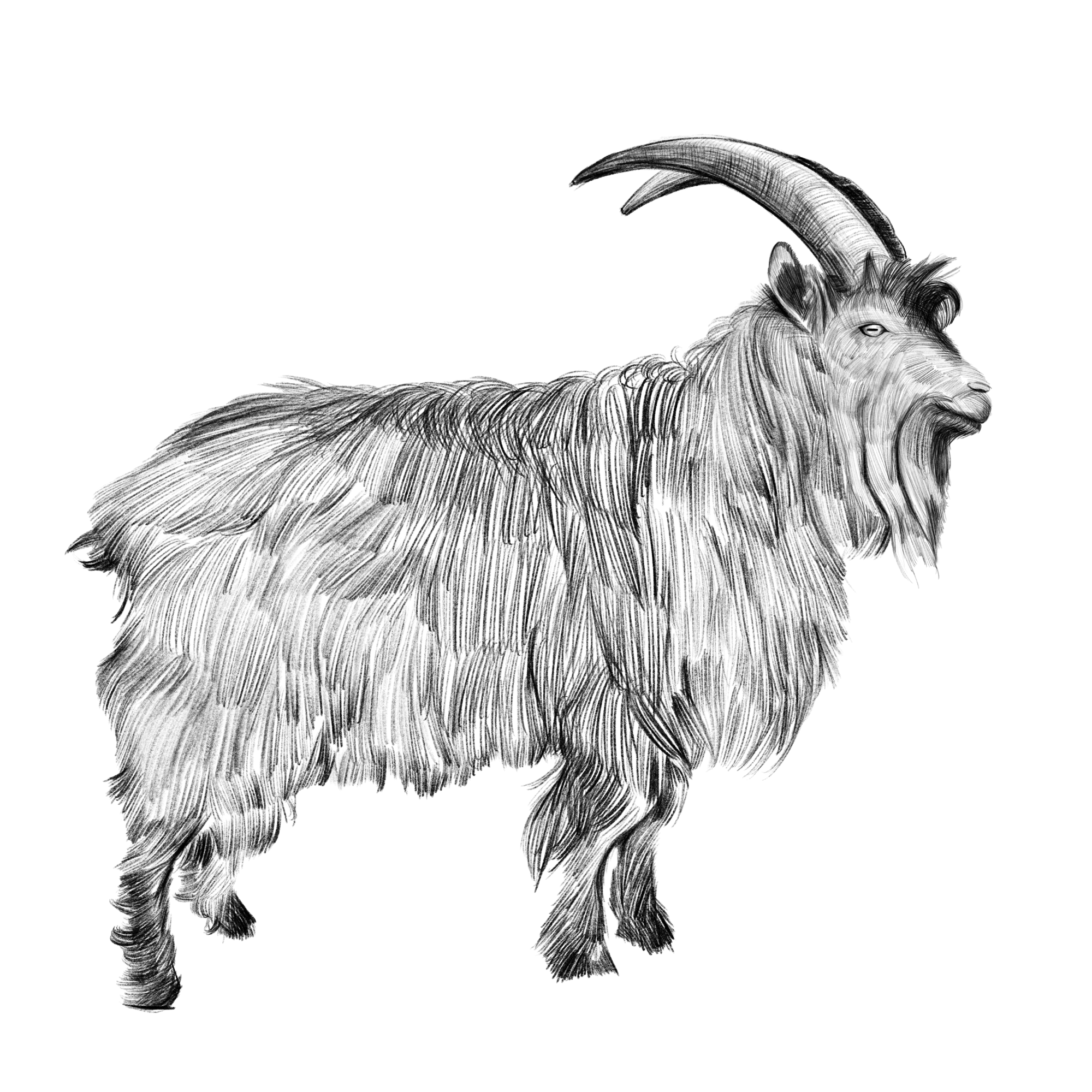 hulanluna1's Commission Form | Artistree