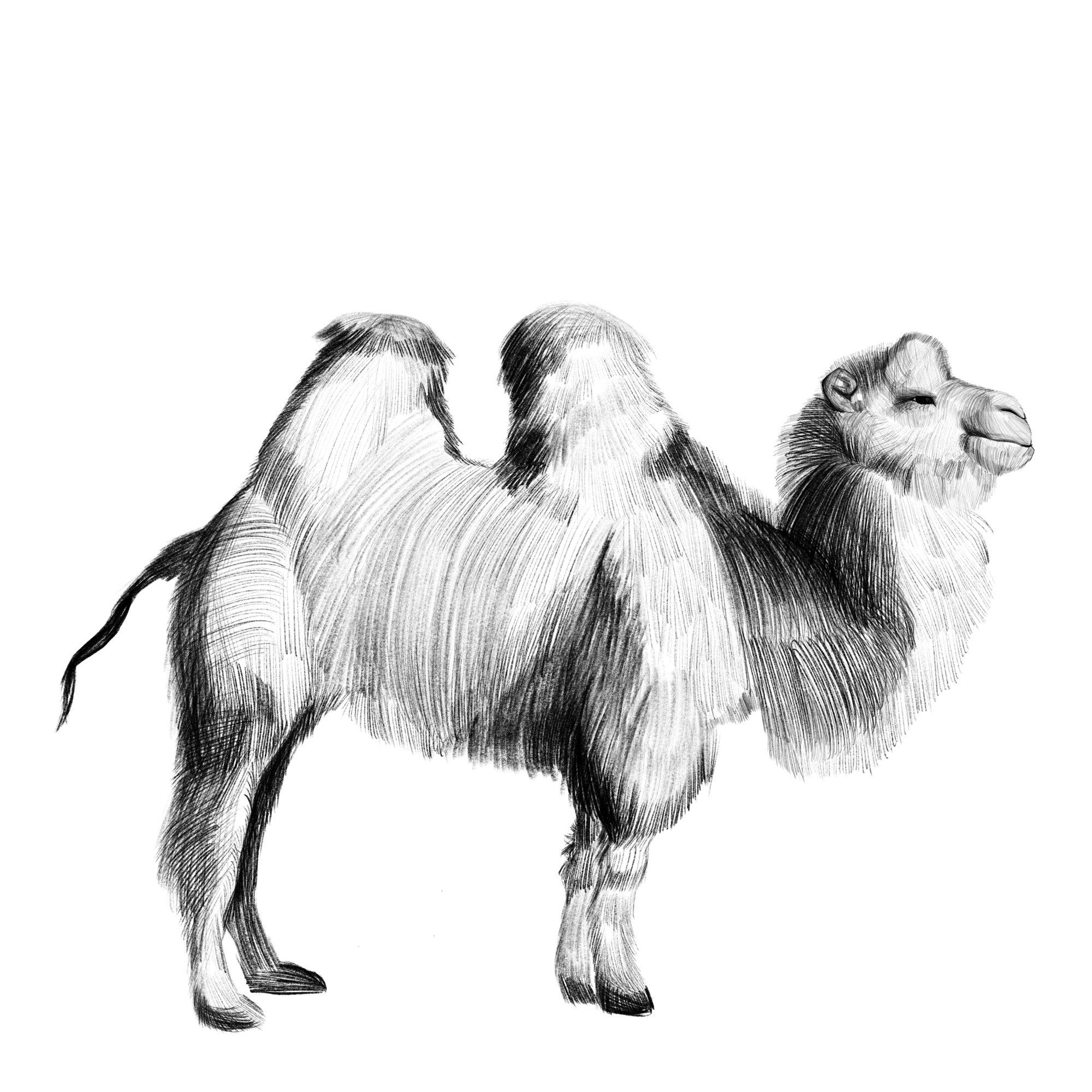 hulanluna1's Commission Form | Artistree